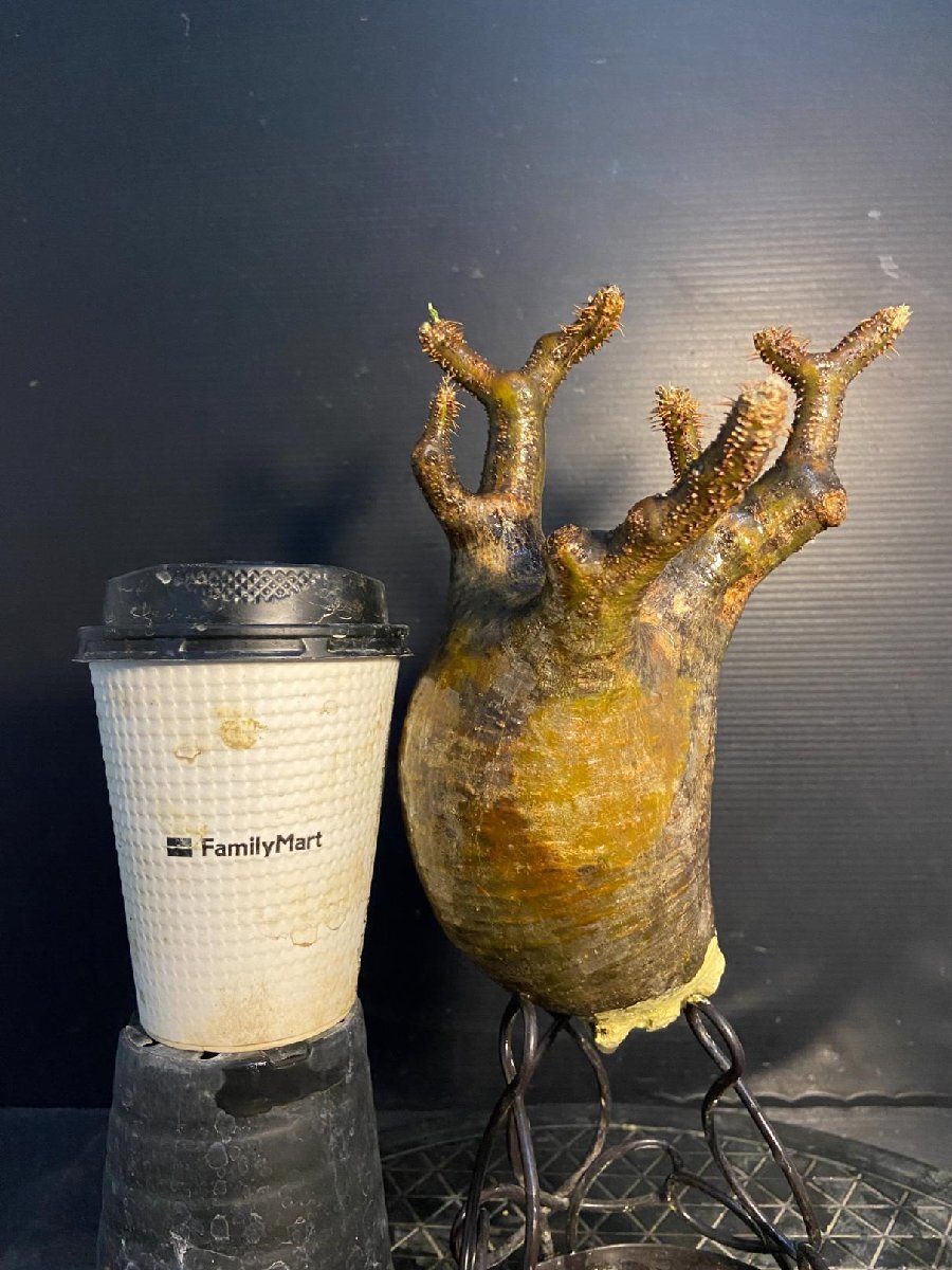 Yahoo!オークション - 8633 「塊根植物」パキポディウム グラキリス 抜...