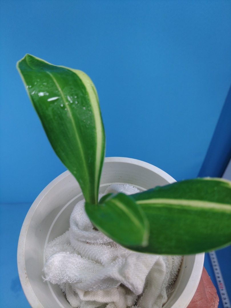 Yahoo!オークション - 13 凱旋 芋吹き 万年青 オモト おもと