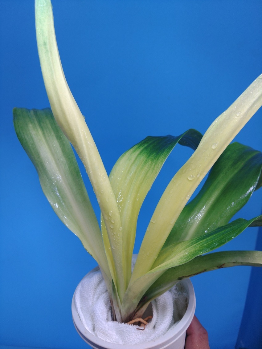 Yahoo!オークション - 1吾平の光 万年青 オモト おもと