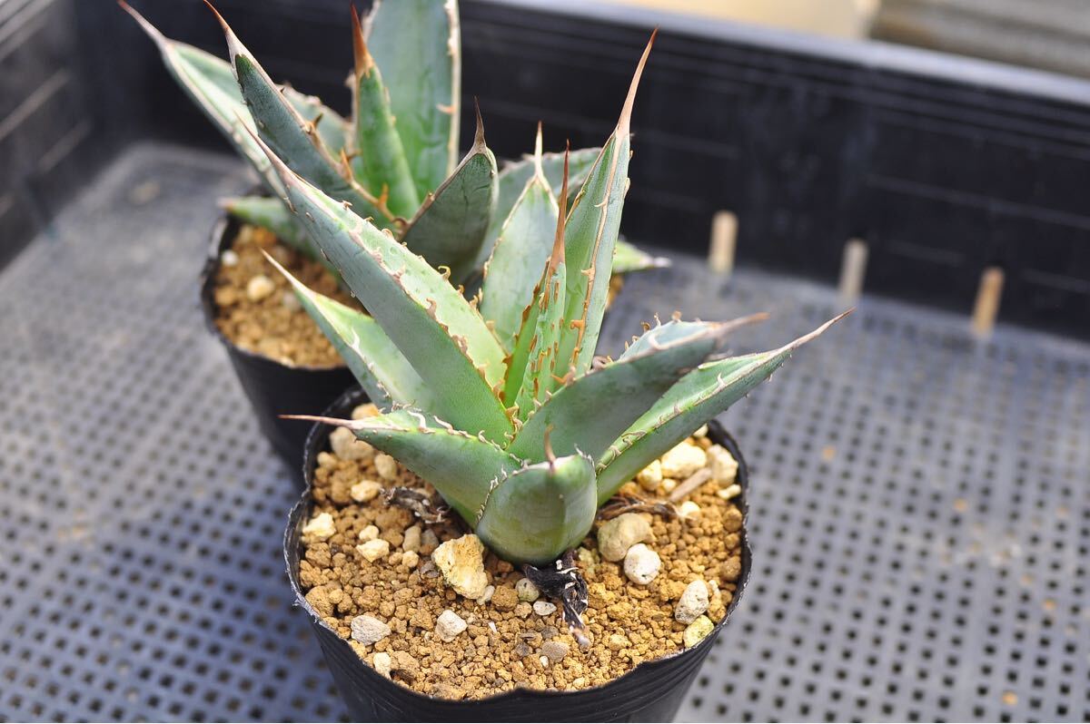 Yahoo!オークション - アガベ ジェスブレイティ パープソラム 実生2株 ...