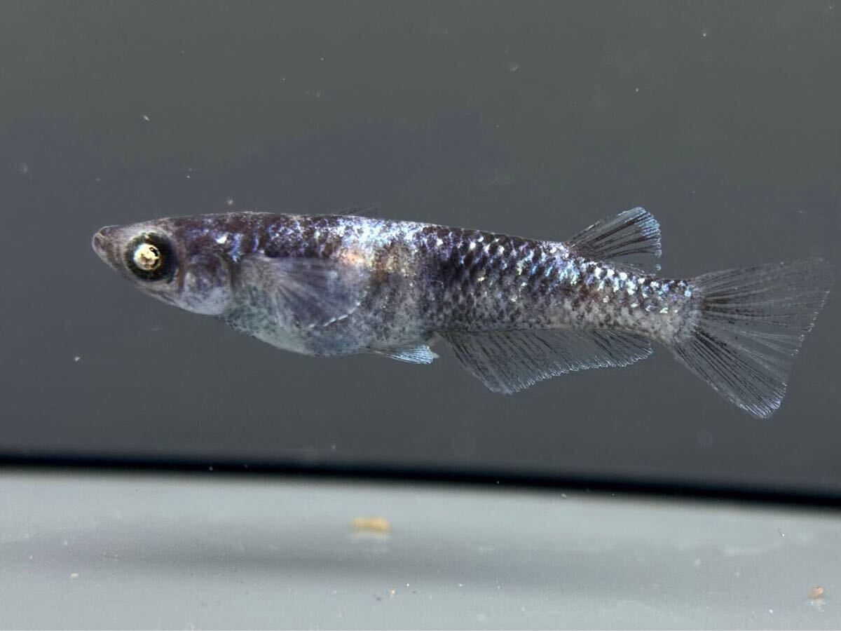 Yahoo!オークション - 初出品 『オセロラメアースアイ系』有精卵10個(...