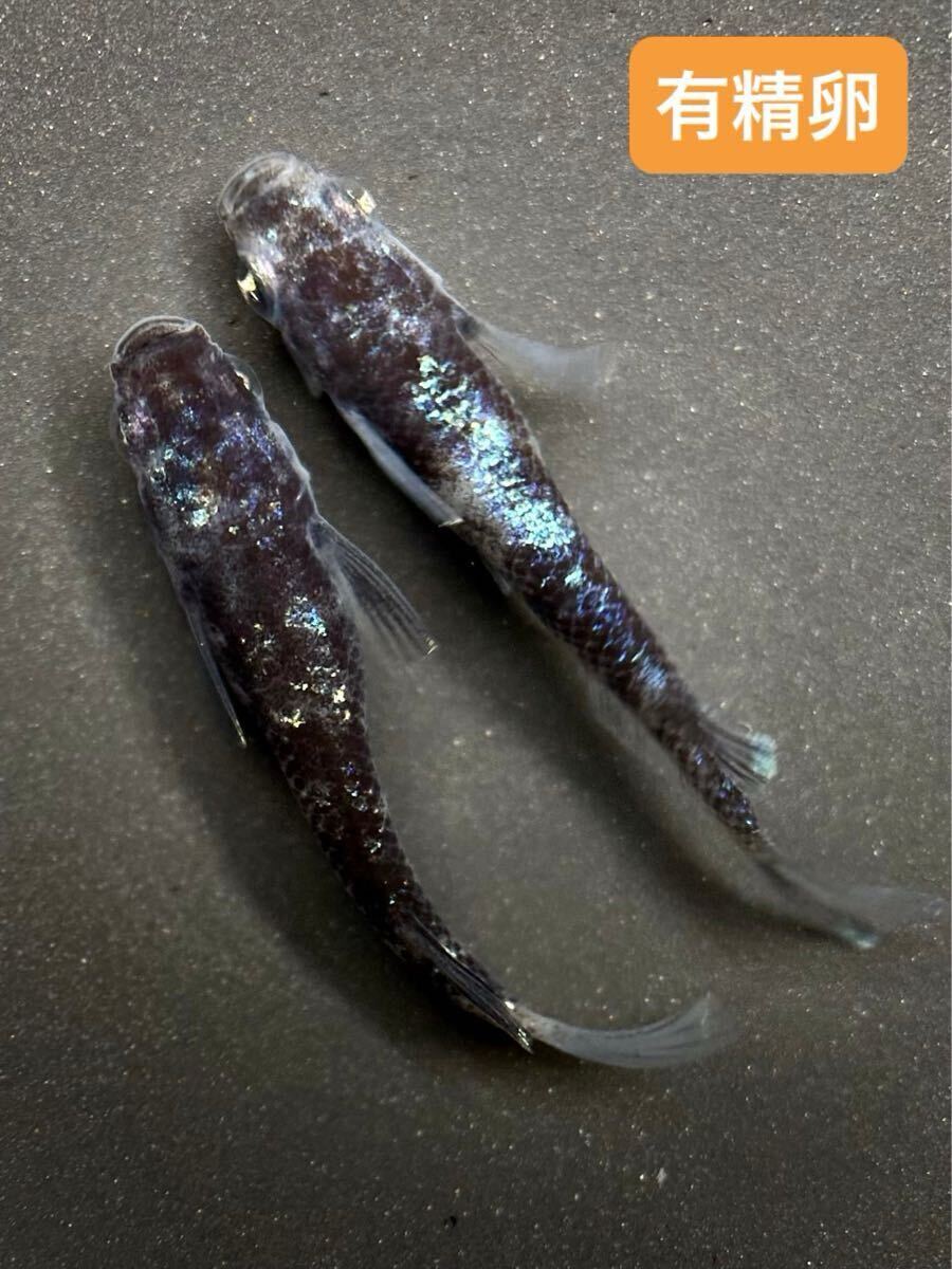 Yahoo!オークション - 初出品 『オセロラメアースアイ系』有精卵10個(...