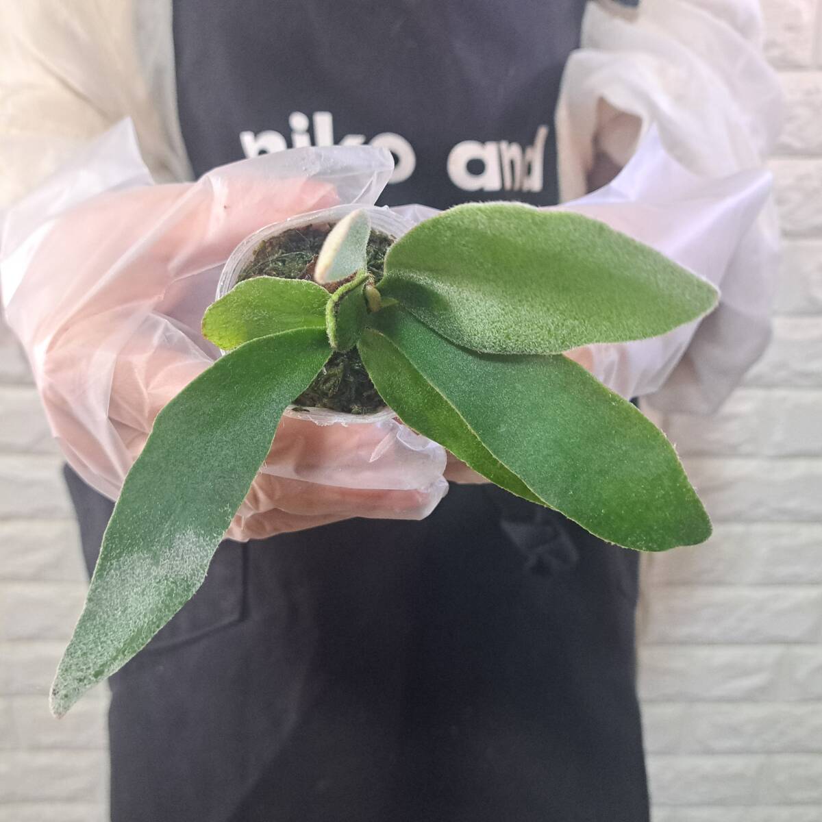 Yahoo!オークション - 台湾輸入株 033 ビカクシダ 植物 Platycerium v...