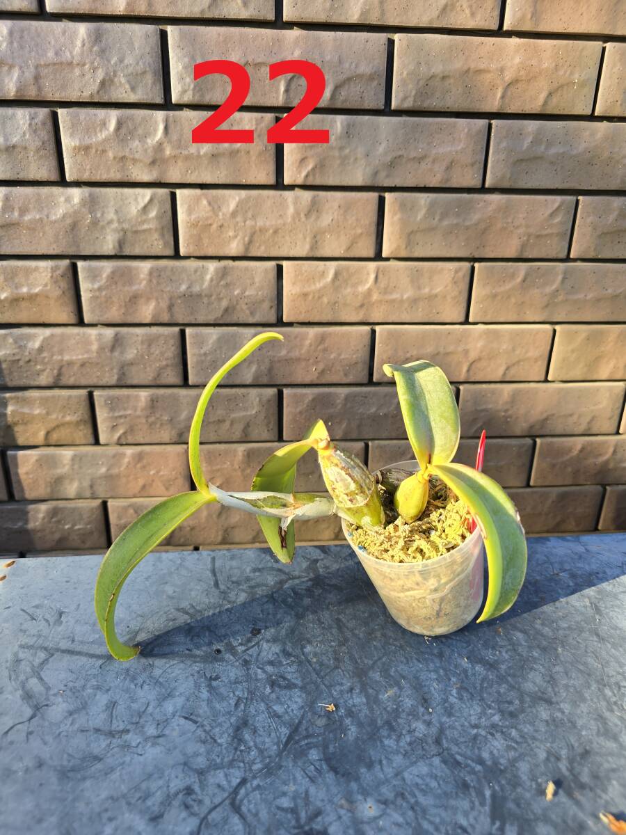 Yahoo!オークション - C. nobilior v. amaliae 山木 22