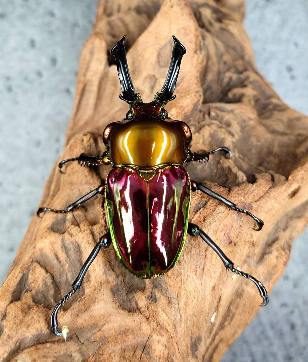 Yahoo!オークション - ニジイロクワガタRTN本家累代ピカール レッド（...