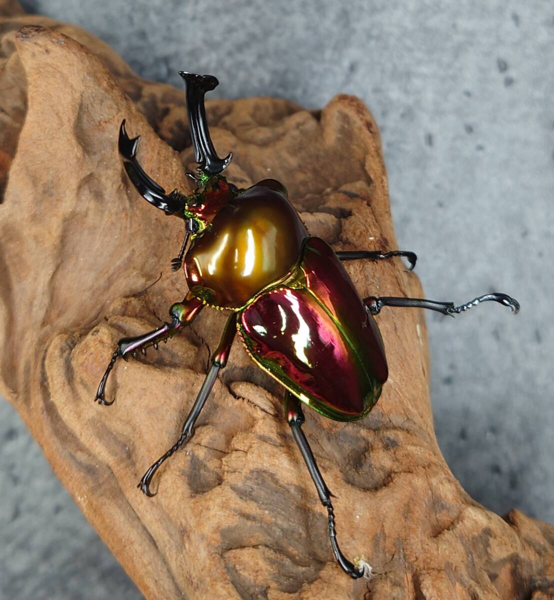 Yahoo!オークション - ニジイロクワガタRTN本家累代ピカール レッド（...