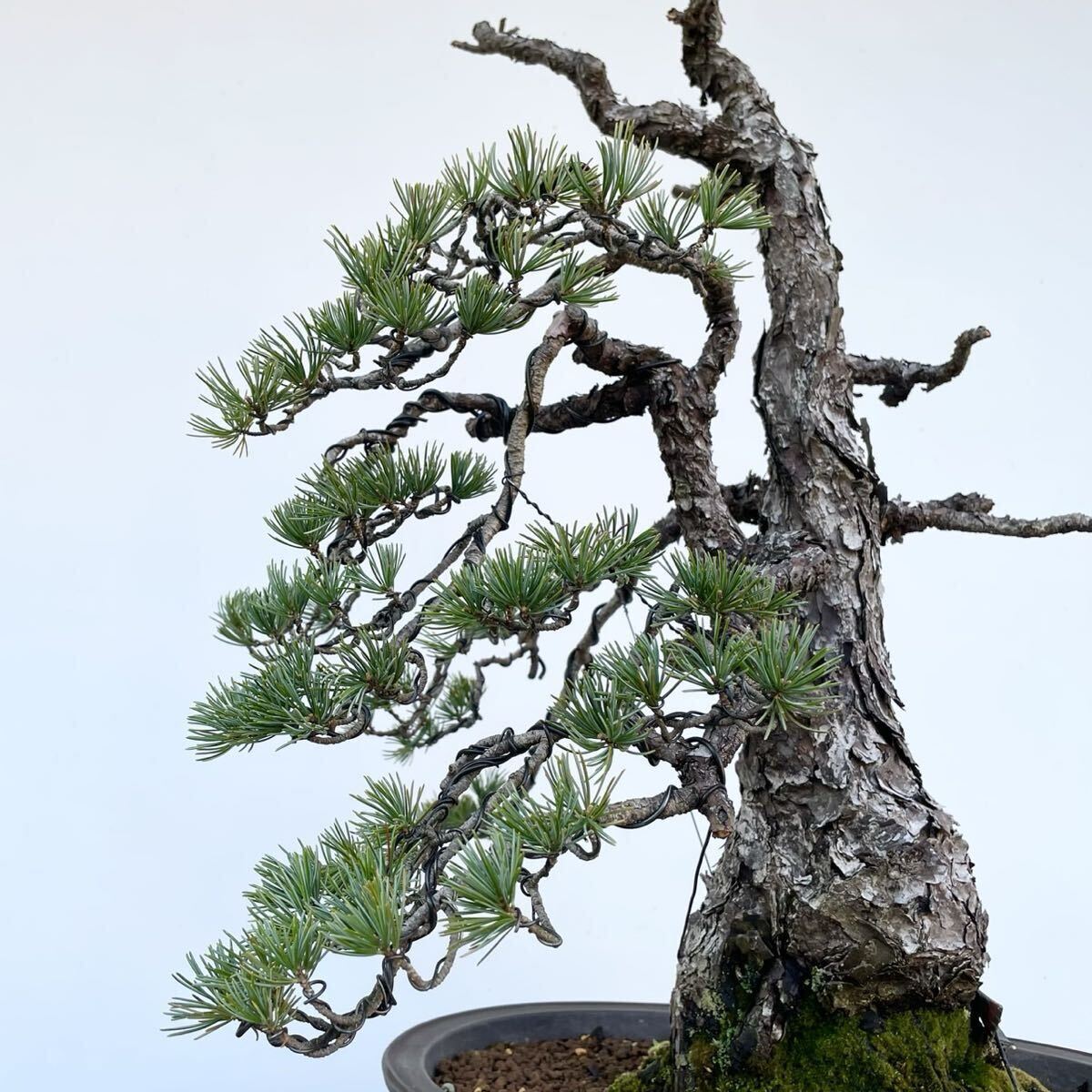 Yahoo!オークション - 白木盆栽園 五葉松 樹高64センチ 盆栽黒松赤松五...