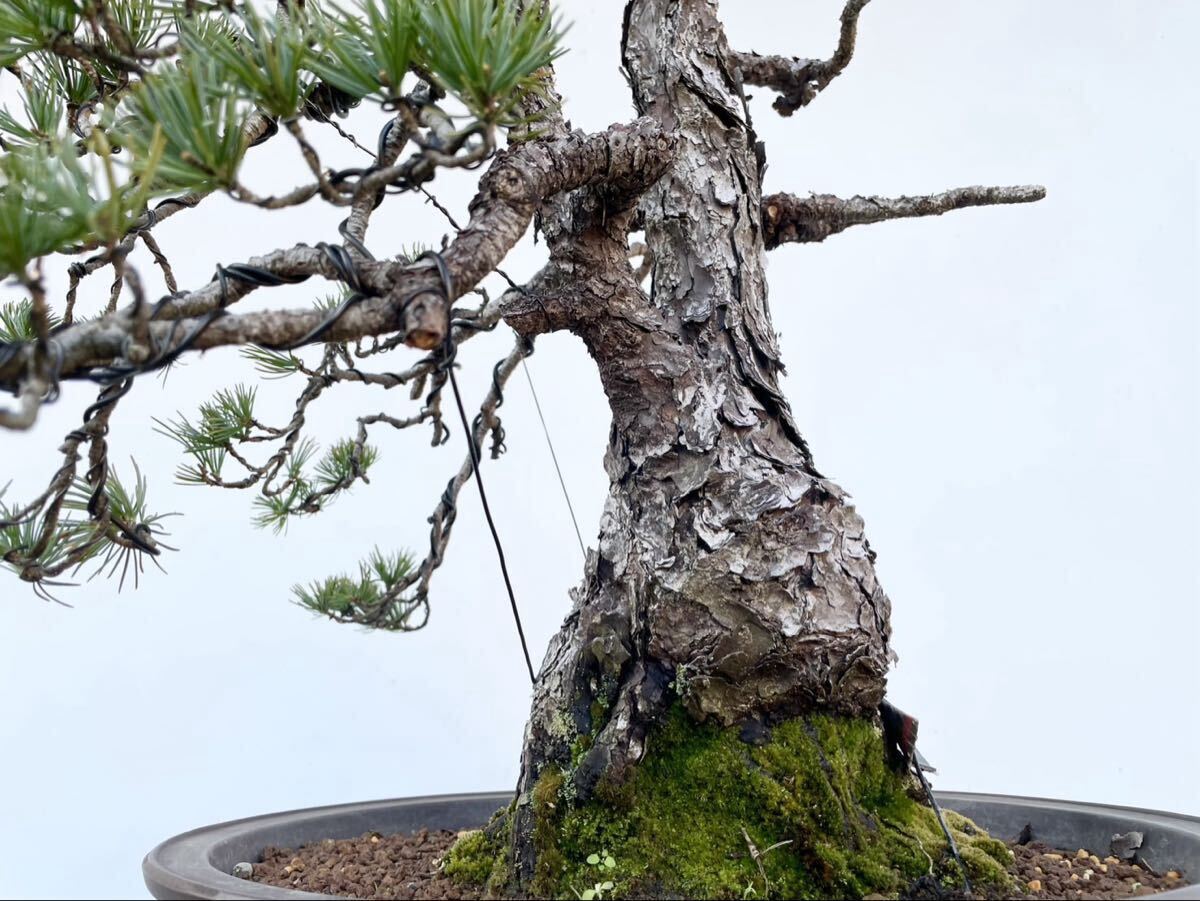 Yahoo!オークション - 白木盆栽園 五葉松 樹高64センチ 盆栽黒松赤松五...