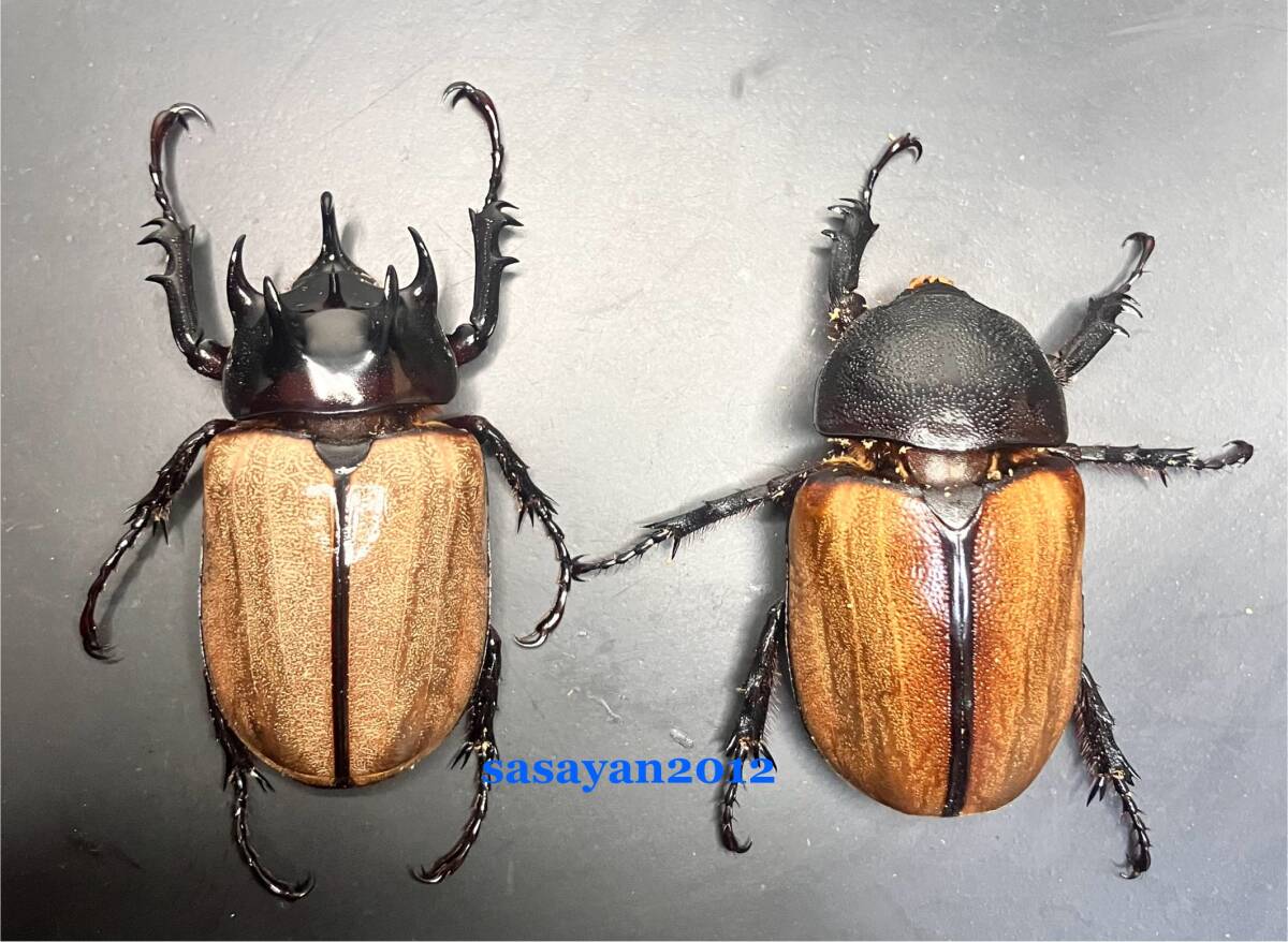 Yahoo!オークション - ゴホンヅノカブト WF1ペア62×59