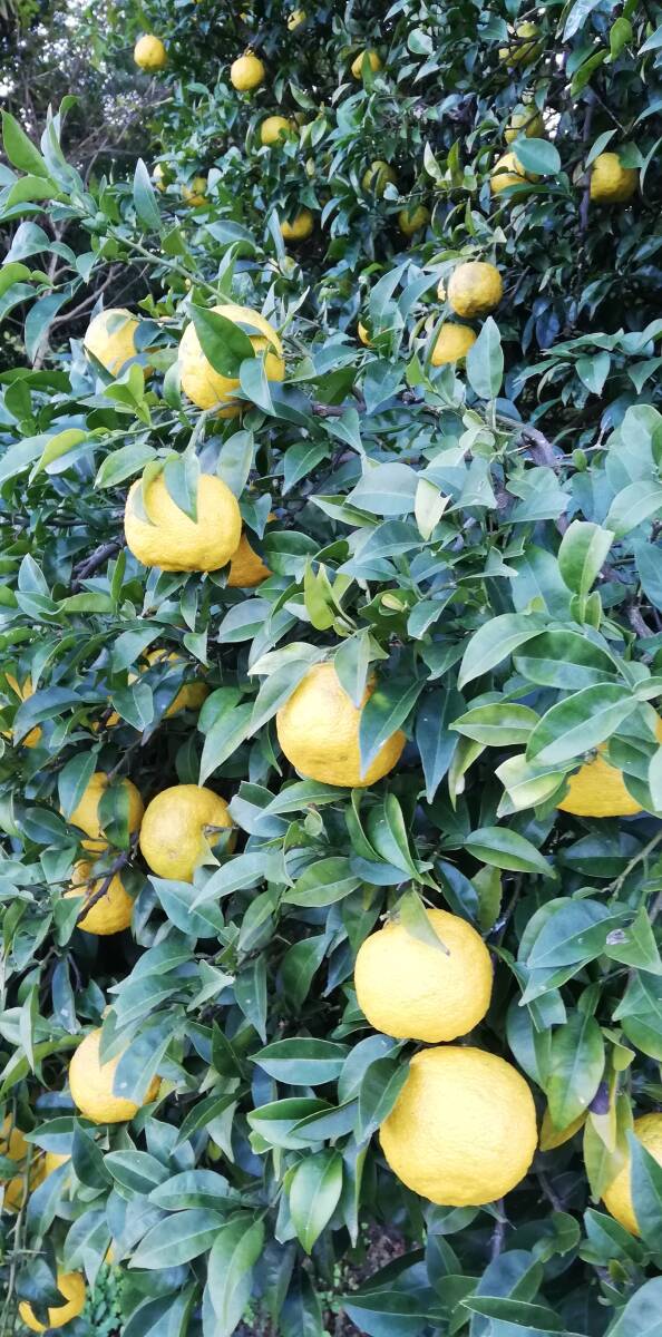 Yahoo!オークション - 本柚子 ユズ ゆず 柚子 農薬不使用 2.3kg以上