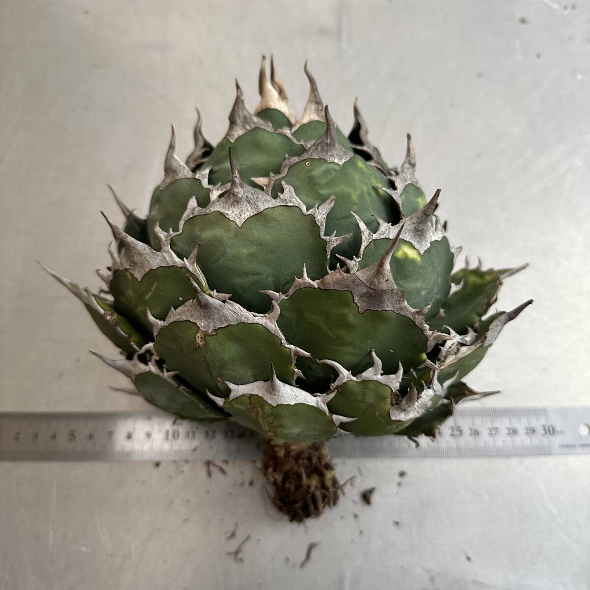 No.023 AGAVE TITANOTA 強棘 まん丸 ボールタイプ スペシャル株 特選株 アガベ チタノタ 塊根 コーデックス サボテン 多肉植物(アガベ)｜売買されたオークション情報 ...