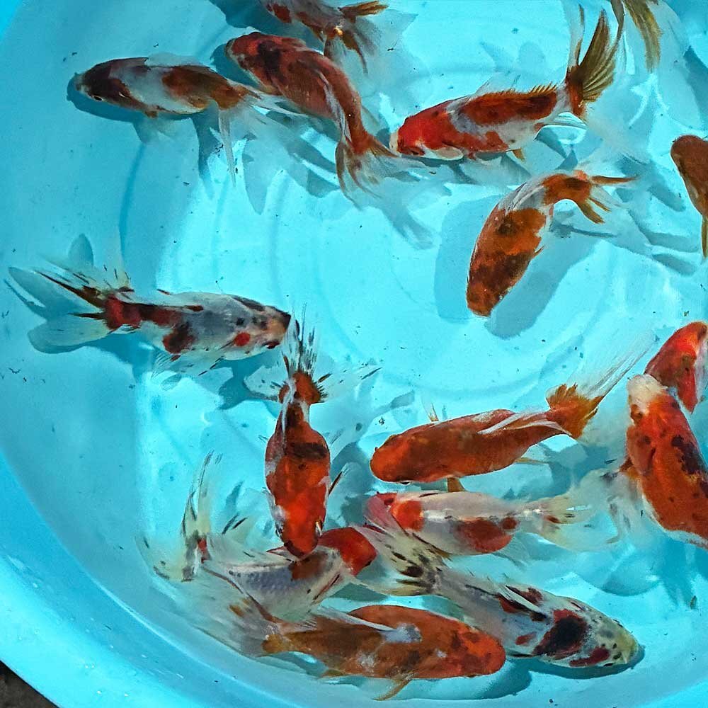 Yahoo!オークション - 1スタ キャリコ琉金 8cm～10cm前後 琉金 8匹 国...