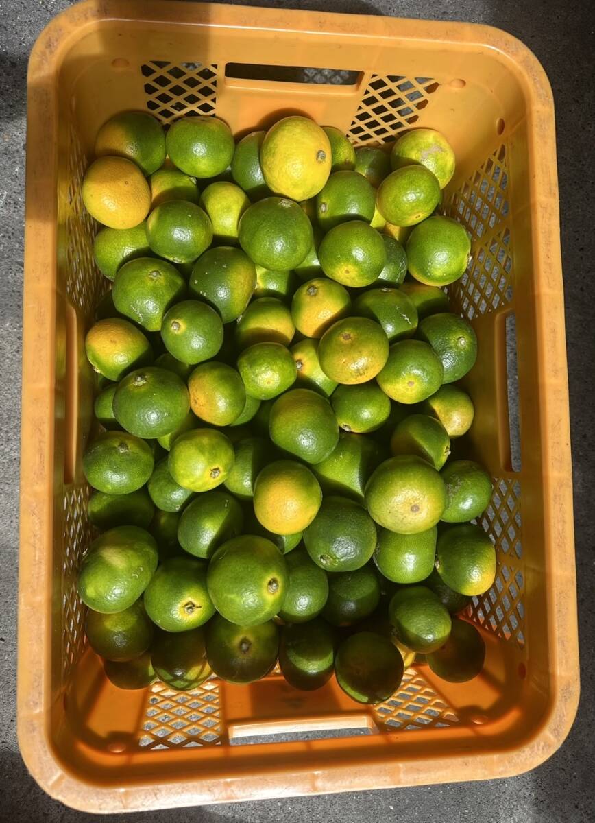 Yahoo!オークション - 1円～ 和歌山早生みかん(訳あり)10kg