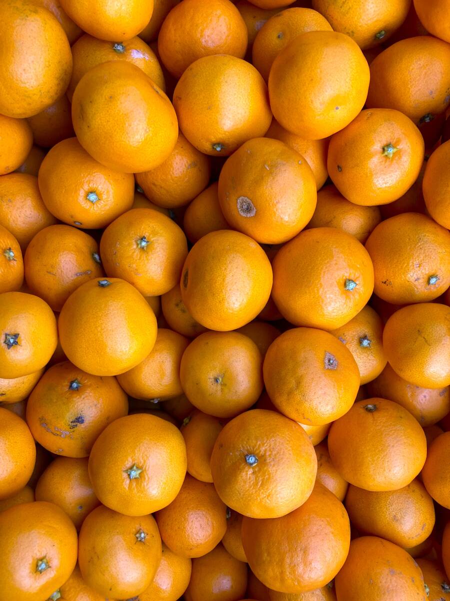 Yahoo!オークション - 1円～ 和歌山早生みかん(訳あり)10kg