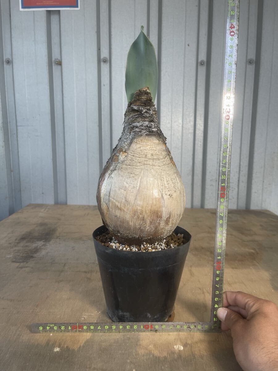 Yahoo!オークション - ブーファン ハエマンソイデス 現地株 発根済み ...