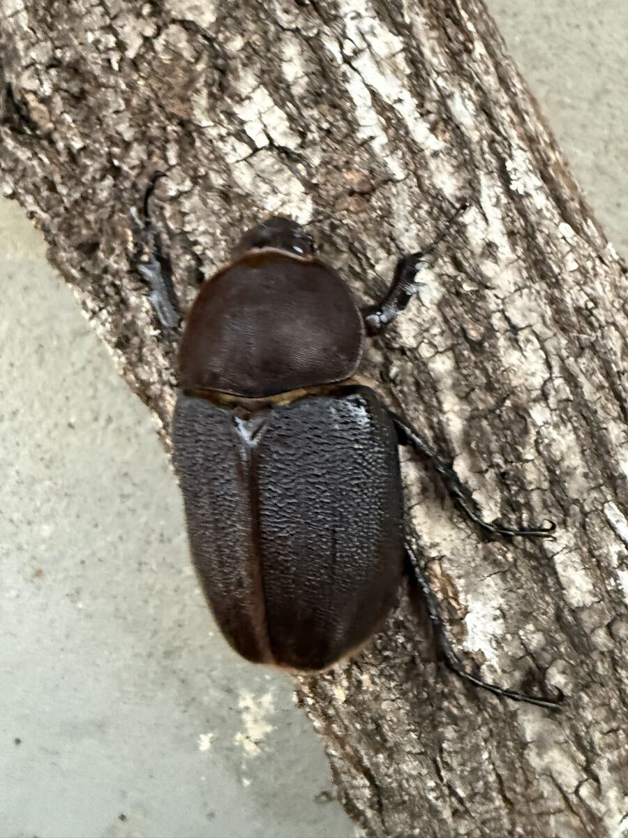 Yahoo!オークション - D.H.ヘラクレス ♀単 00-181インブリード 今回限...