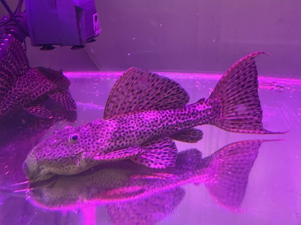 Yahoo!オークション - 『28cm オレンジトリムプレコ』