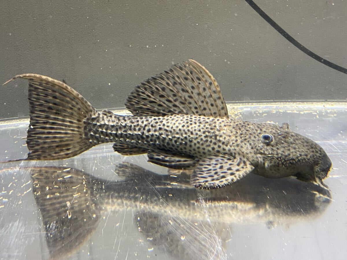 Yahoo!オークション - 『28cm オレンジトリムプレコ』