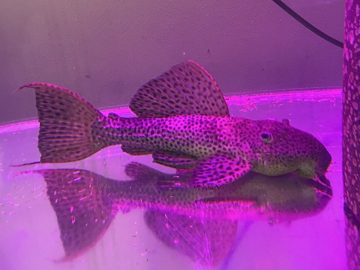 Yahoo!オークション - 『28cm オレンジトリムプレコ』