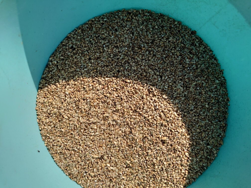 Yahoo!オークション - 送料出品者負担 令和7年産 ヒノヒカリの色彩選...