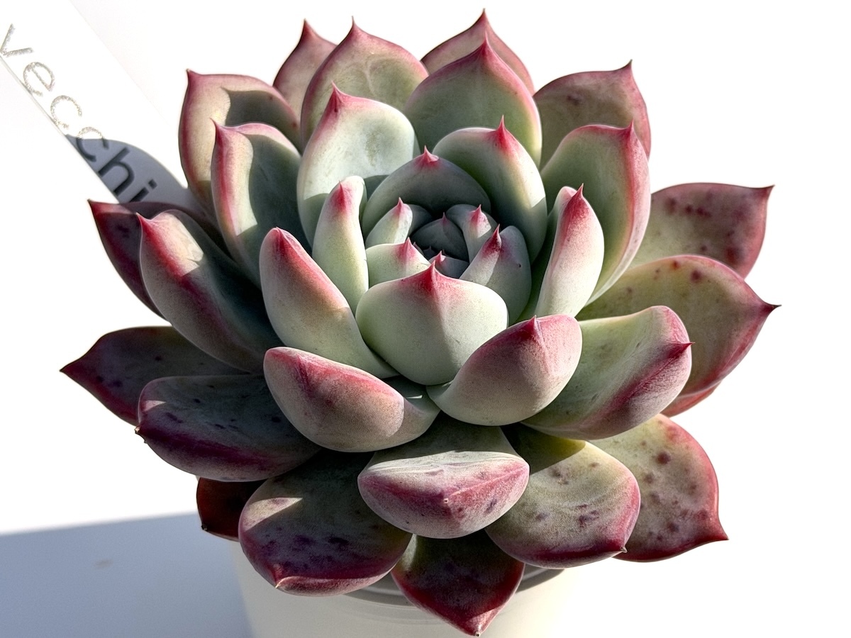 Yahoo!オークション - ① エケベリア 原種 コロラータ クローン苗 colo...