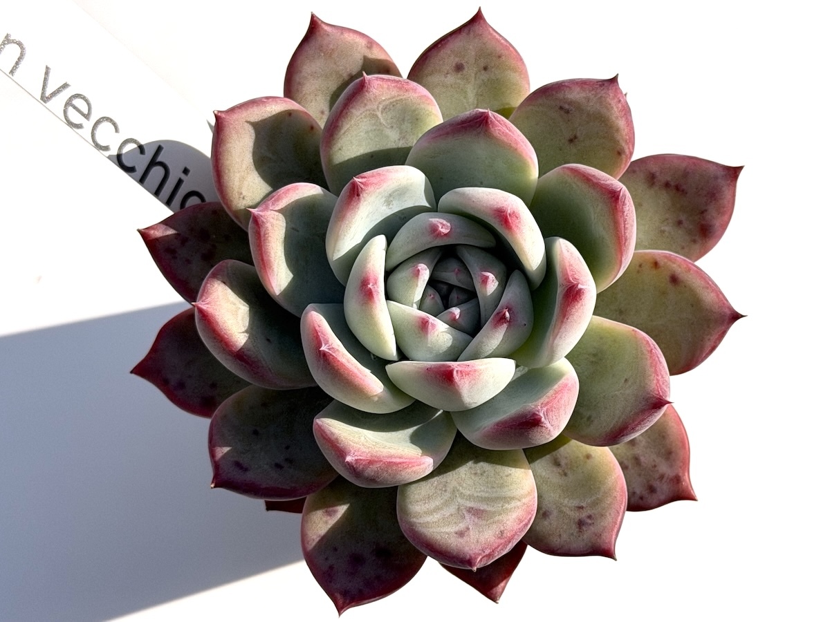 Yahoo!オークション - ① エケベリア 原種 コロラータ クローン苗 colo...