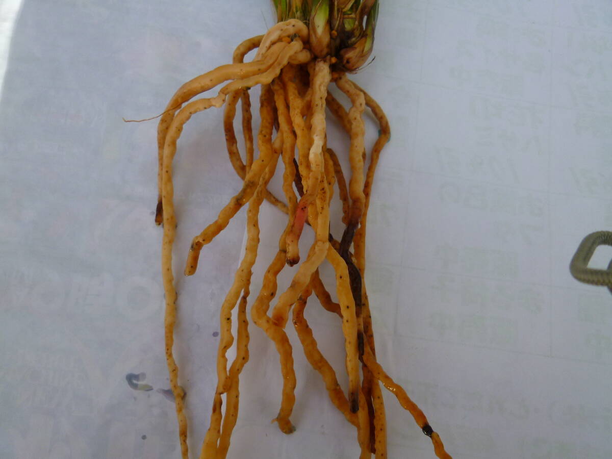 Yahoo!オークション - 寒蘭 開花中 宮崎産 （貴婦人）サラサ無点 花軸...