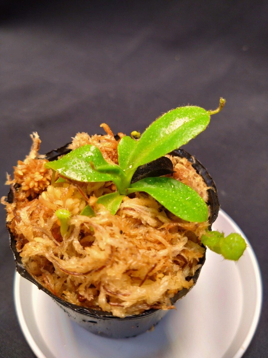 Yahoo!オークション - 【BCP】Nepenthes harryana clone 07 Mt. Tambuy...