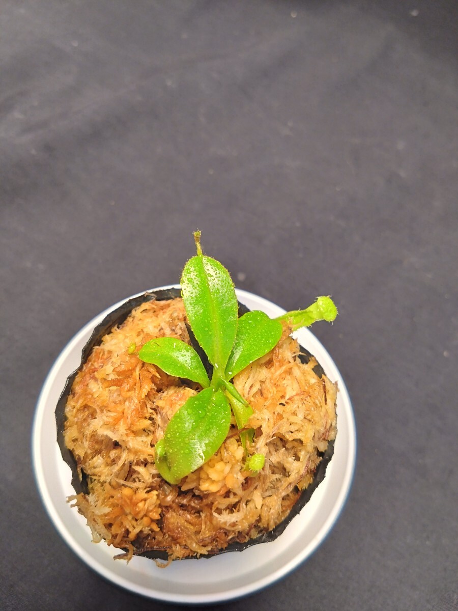 Yahoo!オークション - 【BCP】Nepenthes harryana clone 07 Mt. Tambuy...