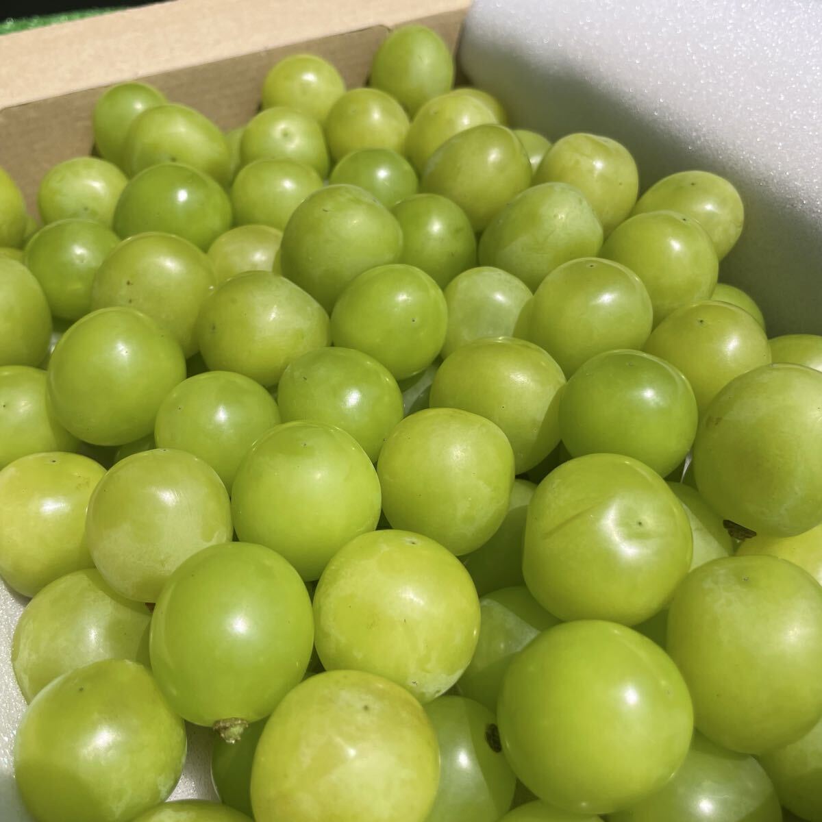 ah50 山梨県産 シャインマスカット 葡萄 グレープ 粒 箱込み2kg(ブドウ)｜売買されたオークション情報、yahooの商品情報をアーカイブ公開 - オークファン（aucfan.com）