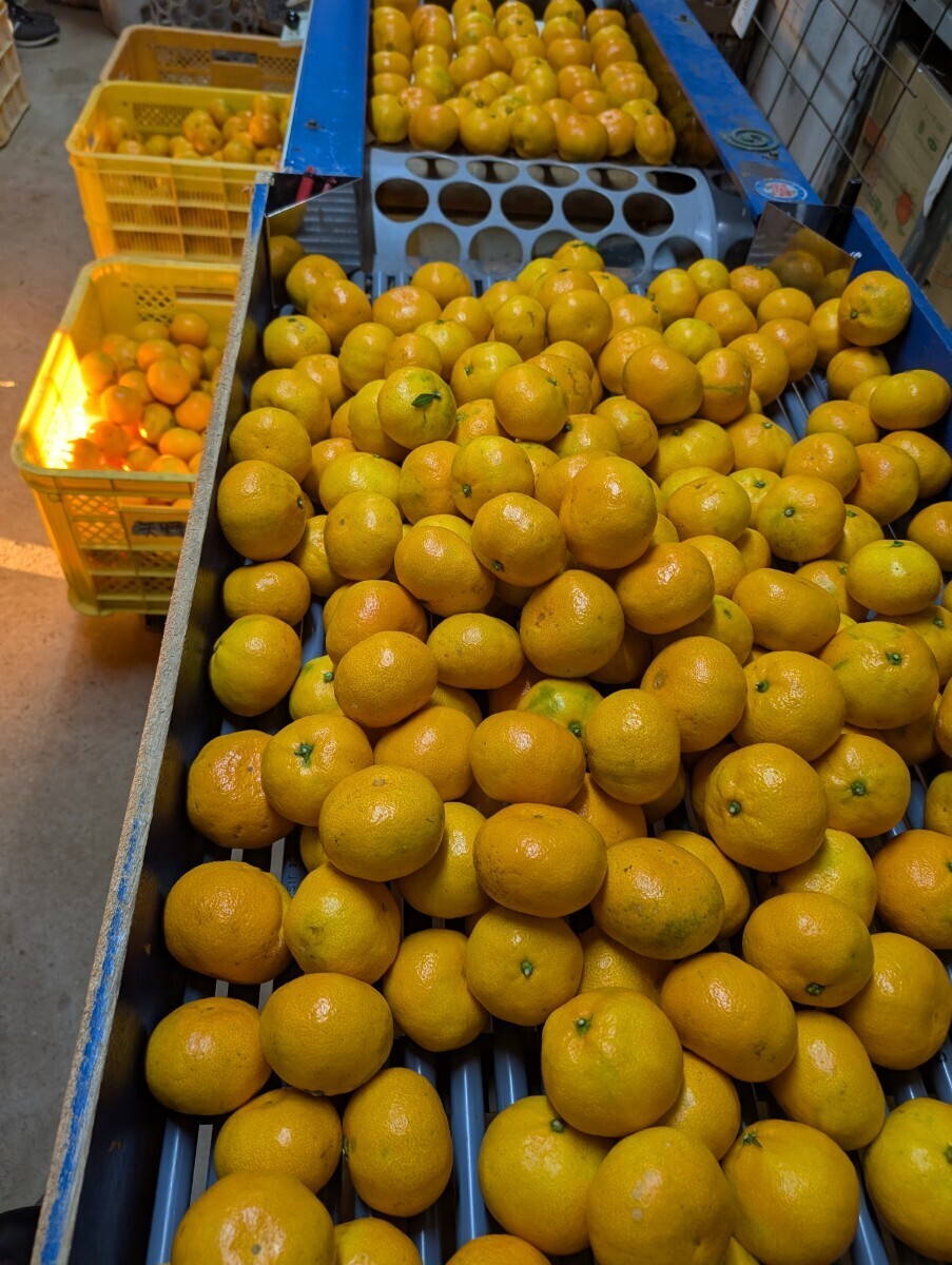 Yahoo!オークション - 愛媛西宇和産 宮川早生みかん M 9kg