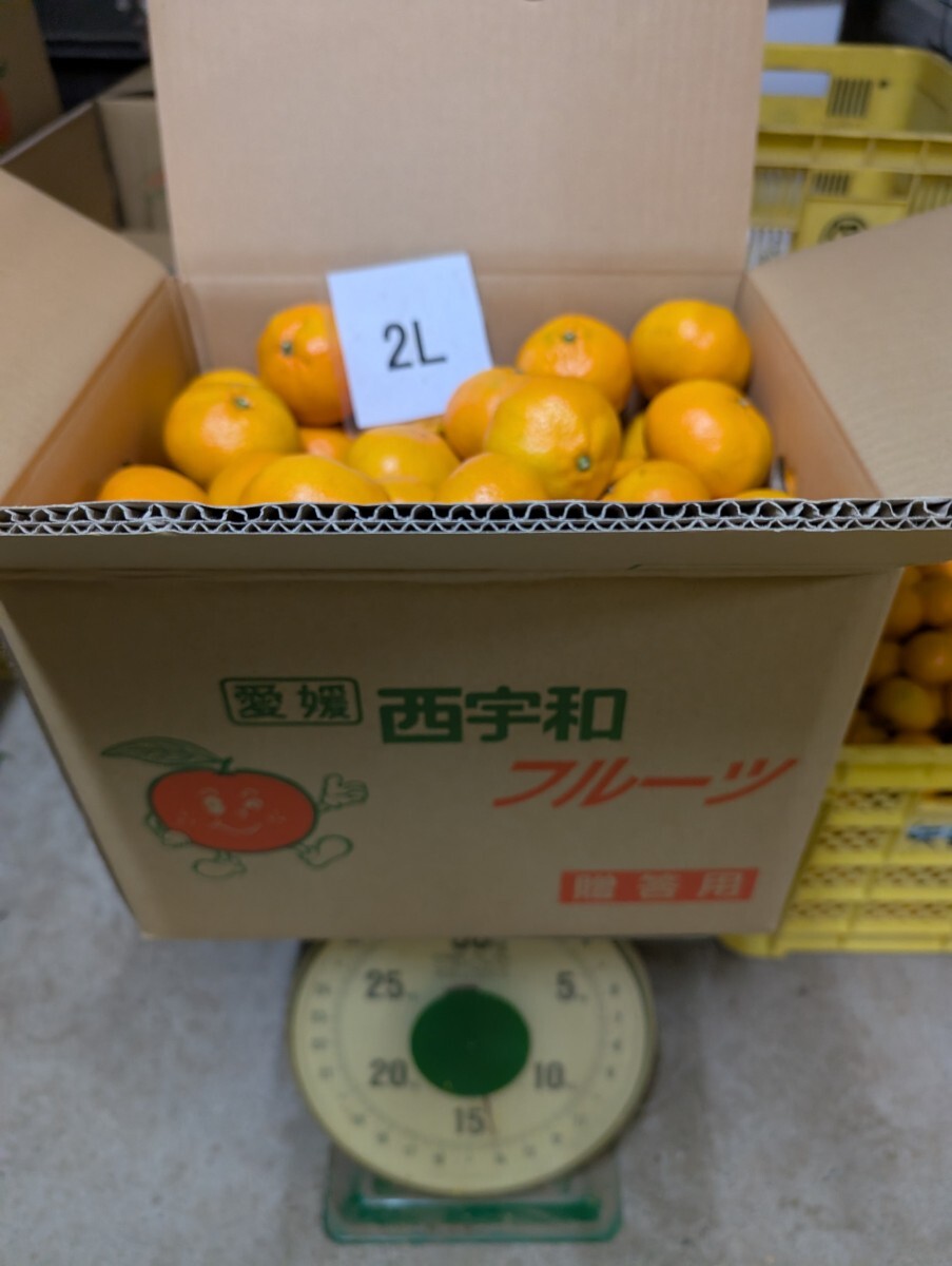 Yahoo!オークション - 愛媛西宇和産 宮川早生みかん 2L 14kg