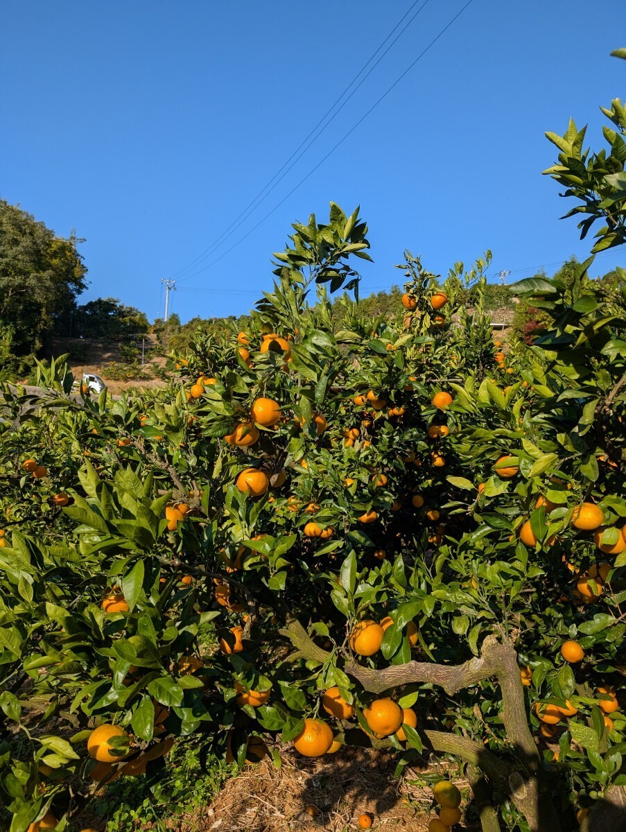 Yahoo!オークション - 愛媛西宇和産 宮川早生みかん L 9kg