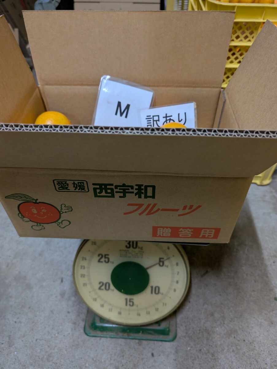 Yahoo!オークション - 愛媛西宇和産 愛果28号(紅マドン)M訳あり5kg