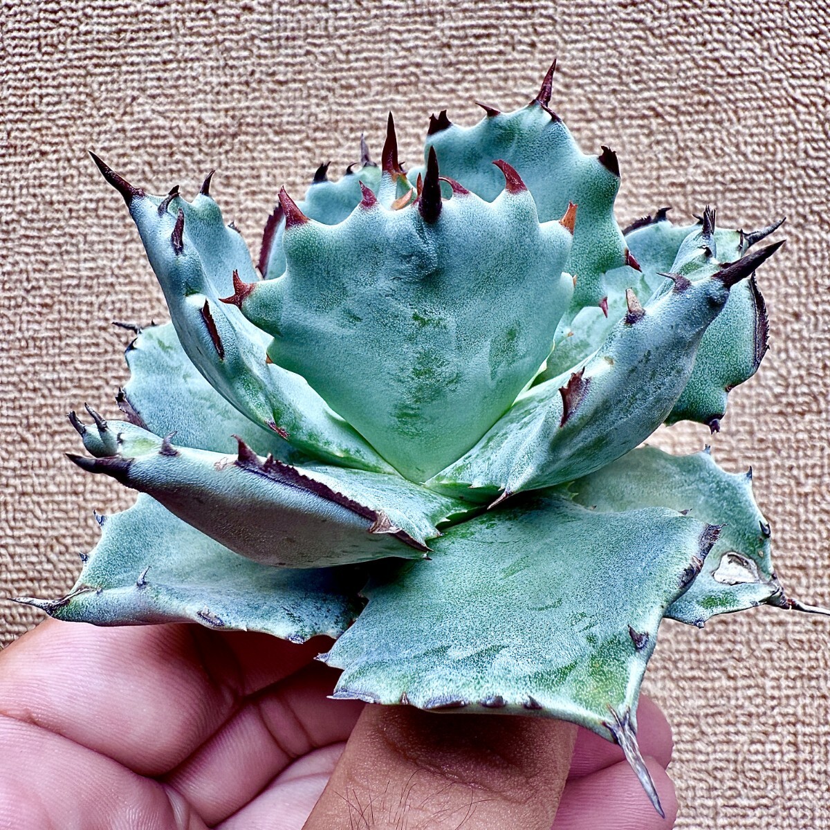 Yahoo!オークション - 【LZY】957 激レア高級品種 アガベ 蠍蟹 極上美...