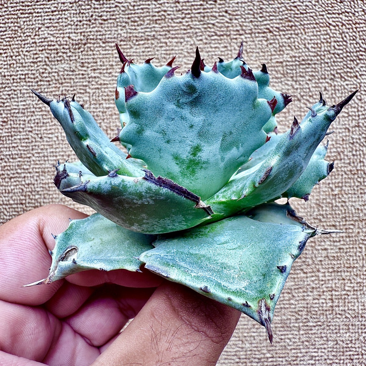 Yahoo!オークション - 【LZY】957 激レア高級品種 アガベ 蠍蟹 極上美...