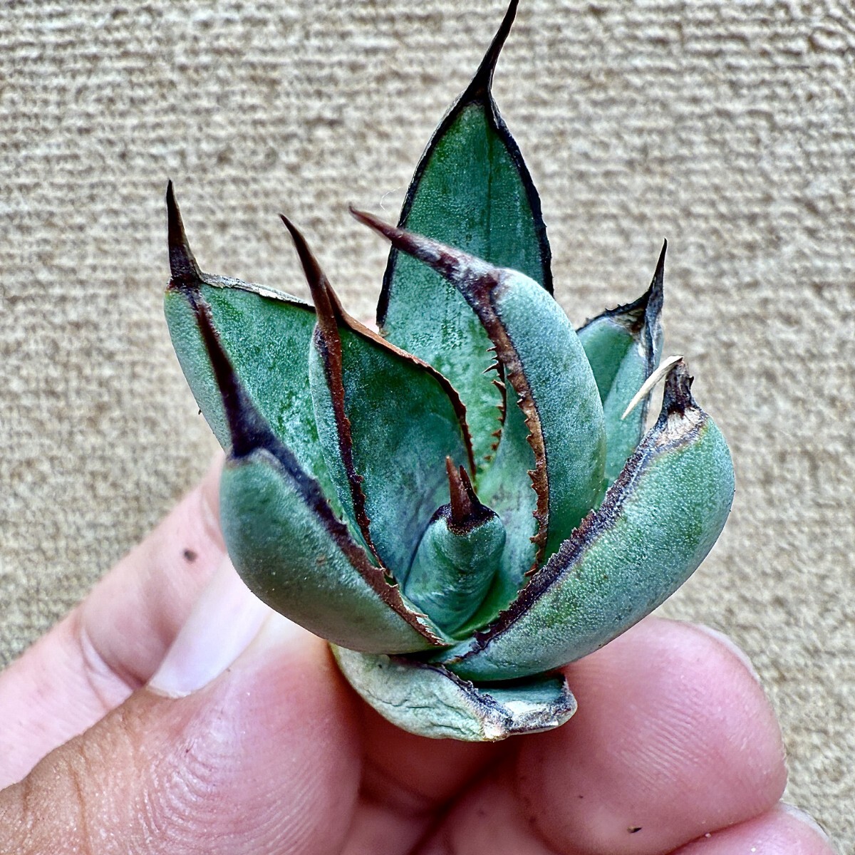 Yahoo!オークション - 【LZY】C970多肉植物アガベ Mangave Praying Han...