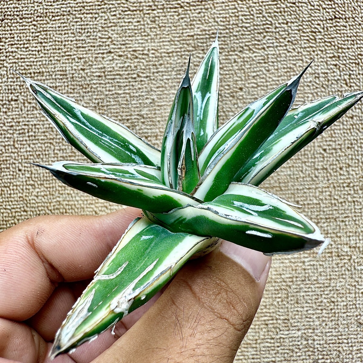 Yahoo!オークション - 【LZY】C911 多肉植物 アガベ 丸叶氷山 覆輪錦 ...