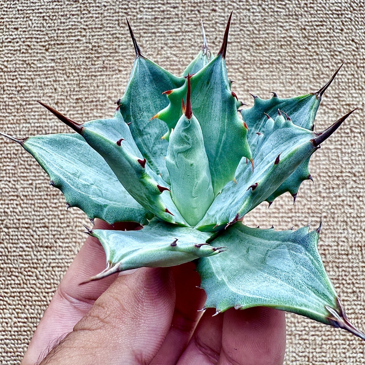 Yahoo!オークション - 【LZY】D243特選 アガベ 多肉植物 雷神 白中斑 ...