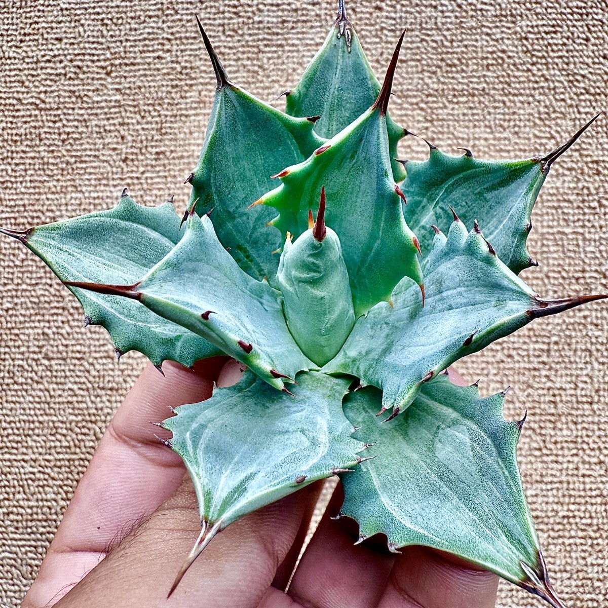 Yahoo!オークション - 【LZY】D243特選 アガベ 多肉植物 雷神 白中斑 ...