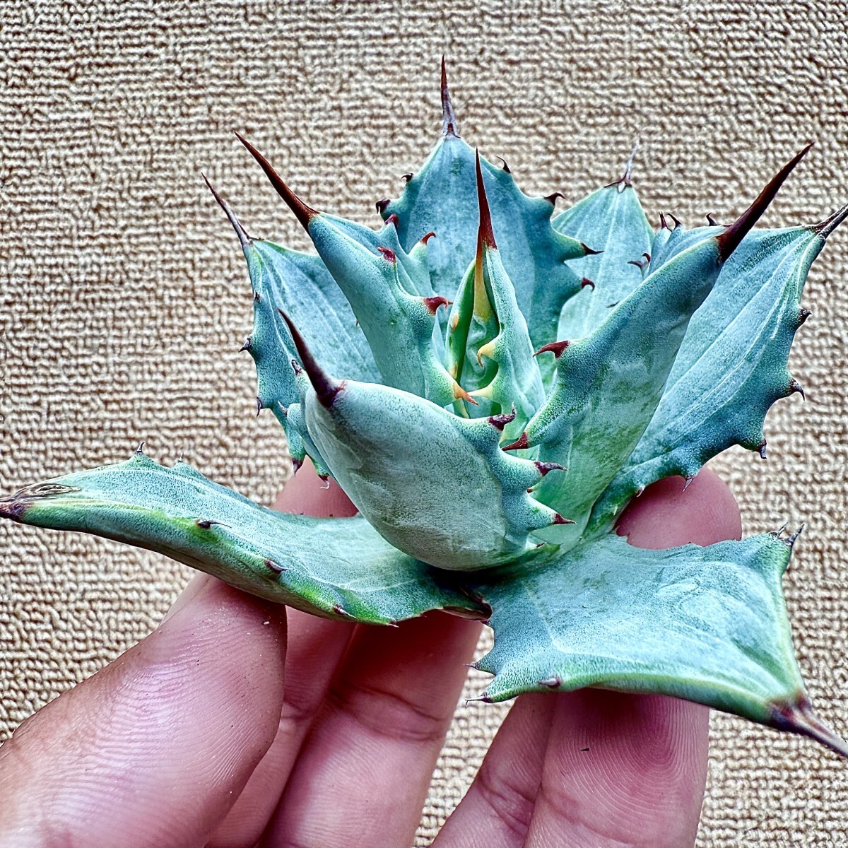 Yahoo!オークション - 【LZY】D243特選 アガベ 多肉植物 雷神 白中斑 ...