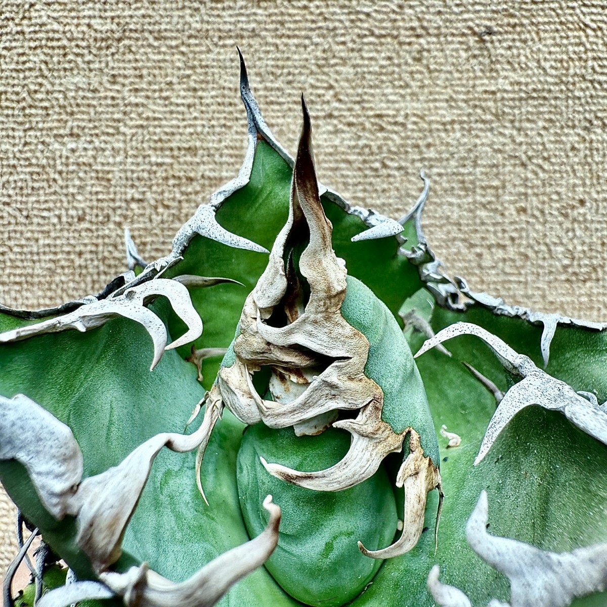 Yahoo!オークション - 【LZY】E211アガベ チタノタ シーザー super cae...