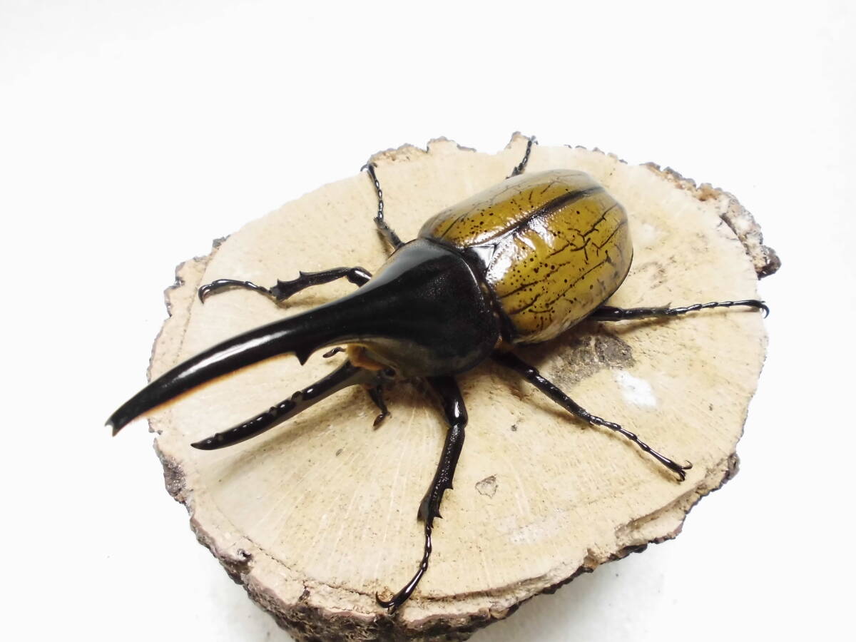 Yahoo!オークション - DHヘラクレス ヘラクレスオオカブト 成虫ペア ♂...