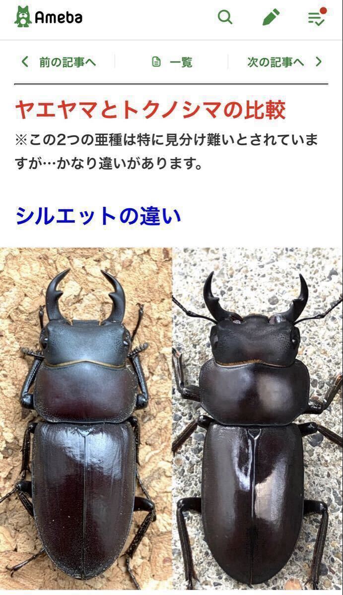 Yahoo!オークション - 【ぼんこ】ヤエヤマコクワガタ WF6 新成虫♀単