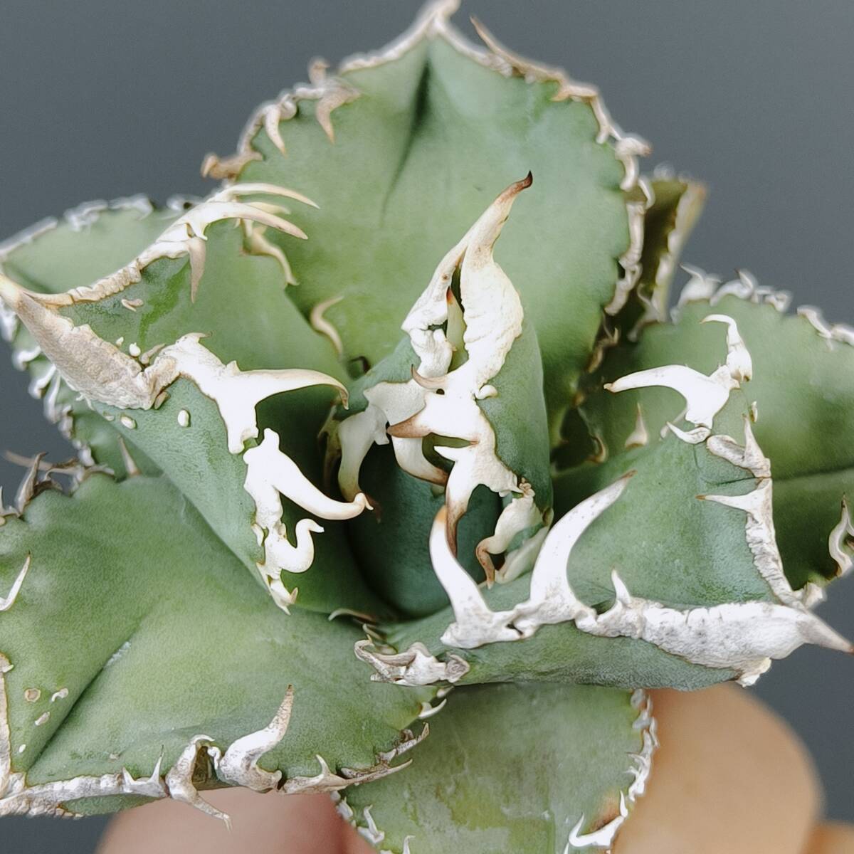 Yahoo!オークション - 【龍園觀】No.168 大人気 アガベ チタノタ