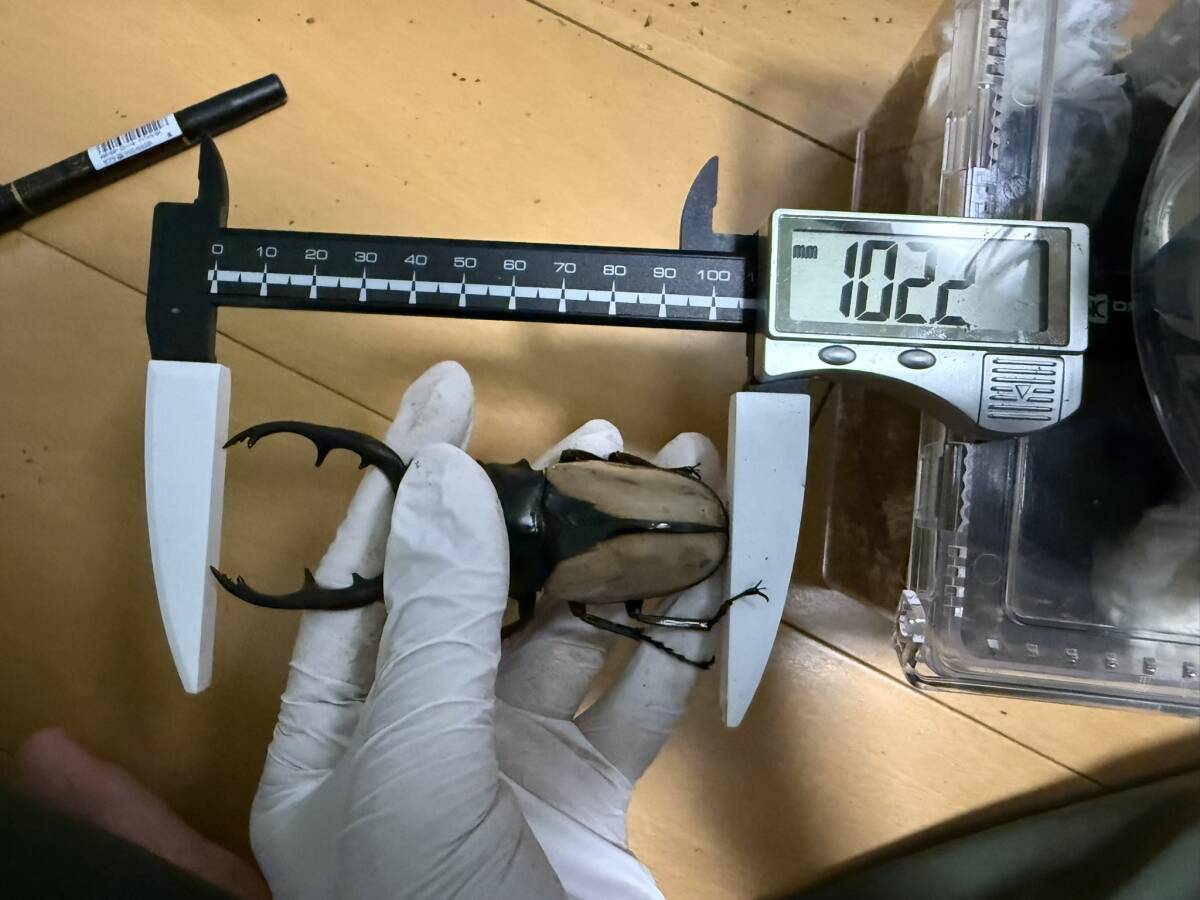 Yahoo!オークション - 102×57 CBF2 ブルマイスターツヤクワガタ 初二...