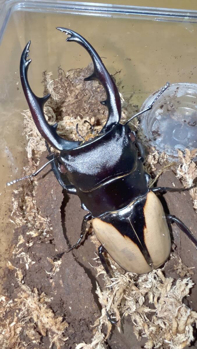 Yahoo!オークション - 102×57 CBF2 ブルマイスターツヤクワガタ 初二...