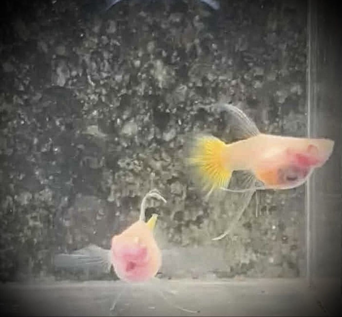 Yahoo!オークション - 【吉Aqua】 アルビノ グラスベリー リボン イェ...