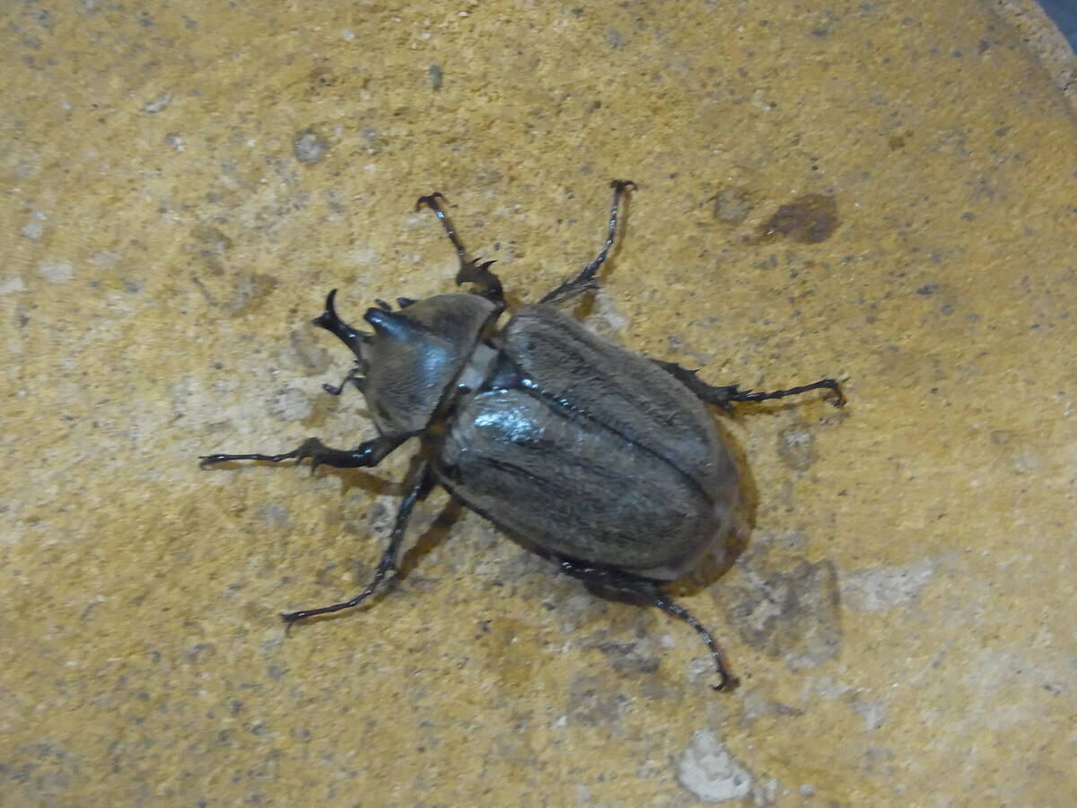 Yahoo!オークション - (Dy.OKYM) ボグティヒメゾウカブト 3令幼虫3頭 ...