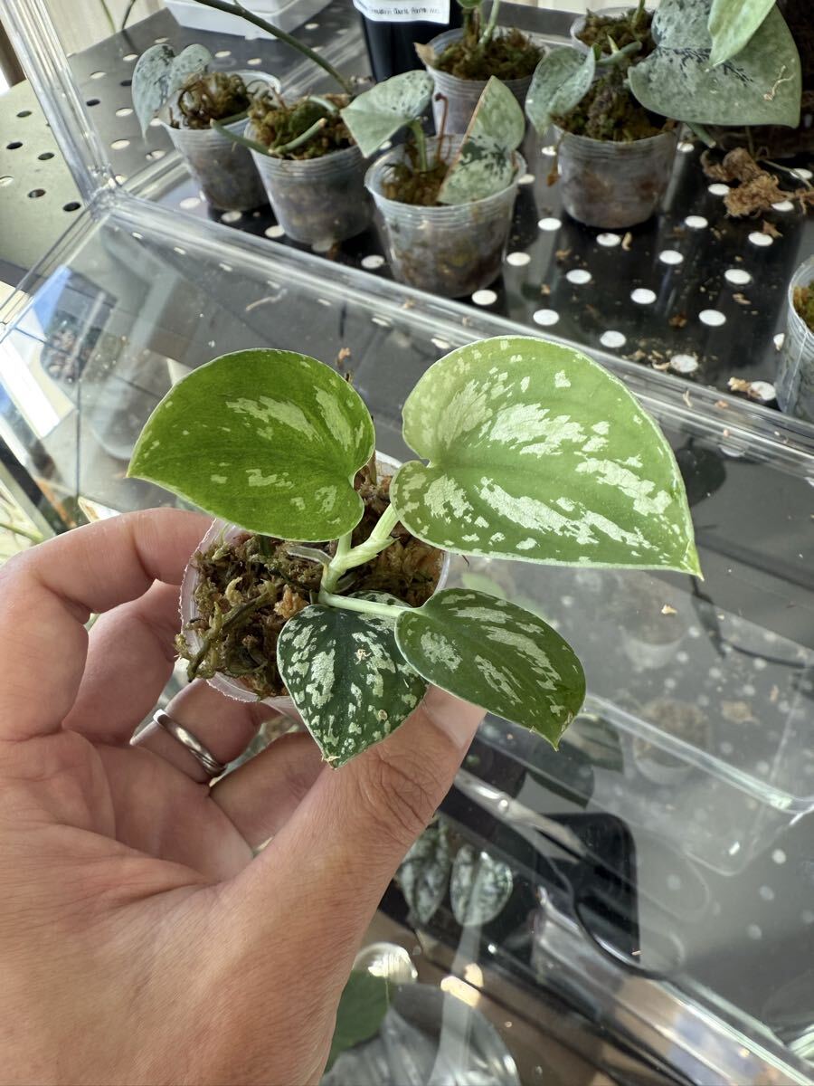 Yahoo!オークション - 【Kazuのメダカ睡蓮ビオトープ】スキンダプサス...